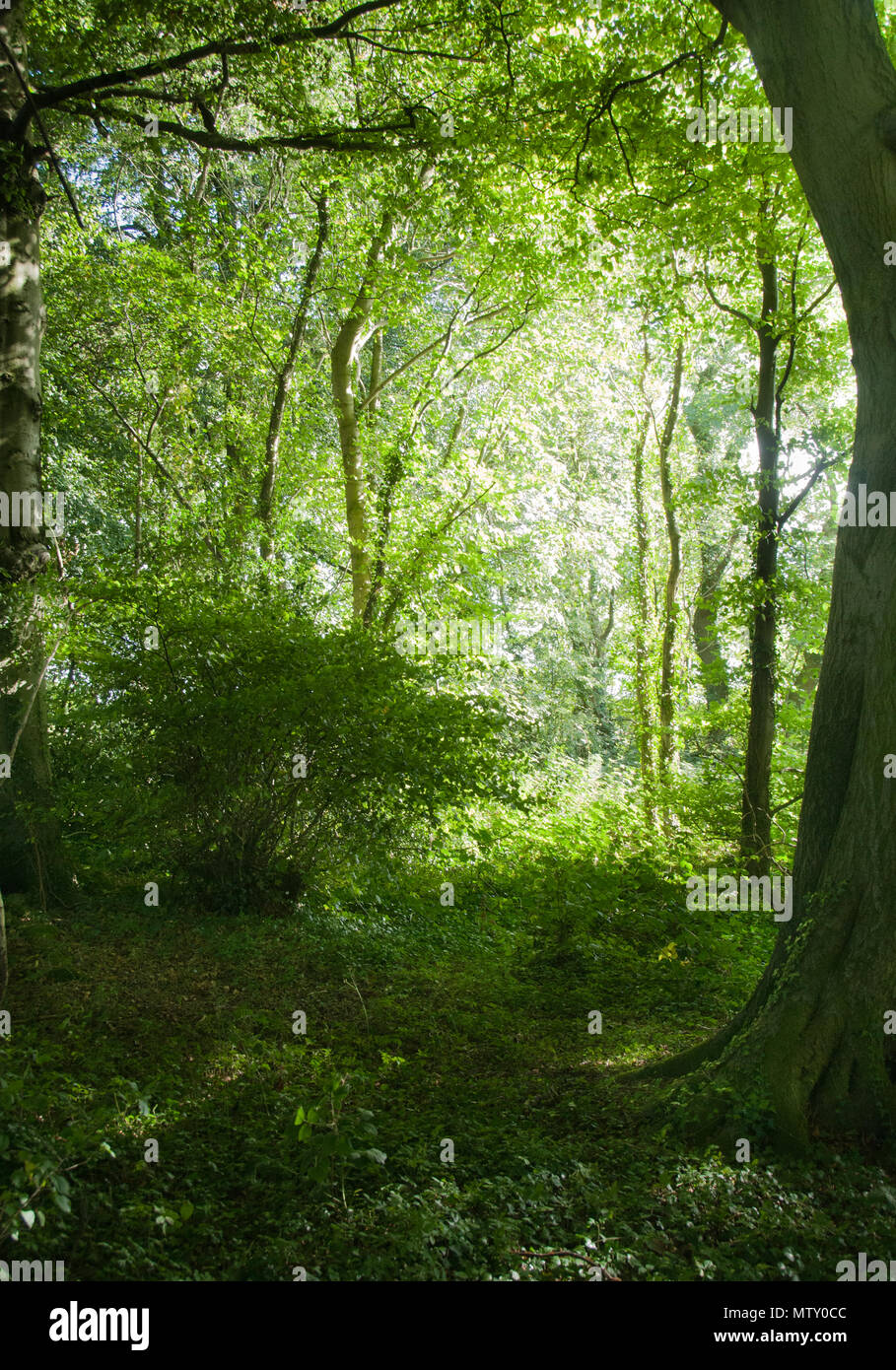 Sunlight through spring woodland Stock Photo - Alamy