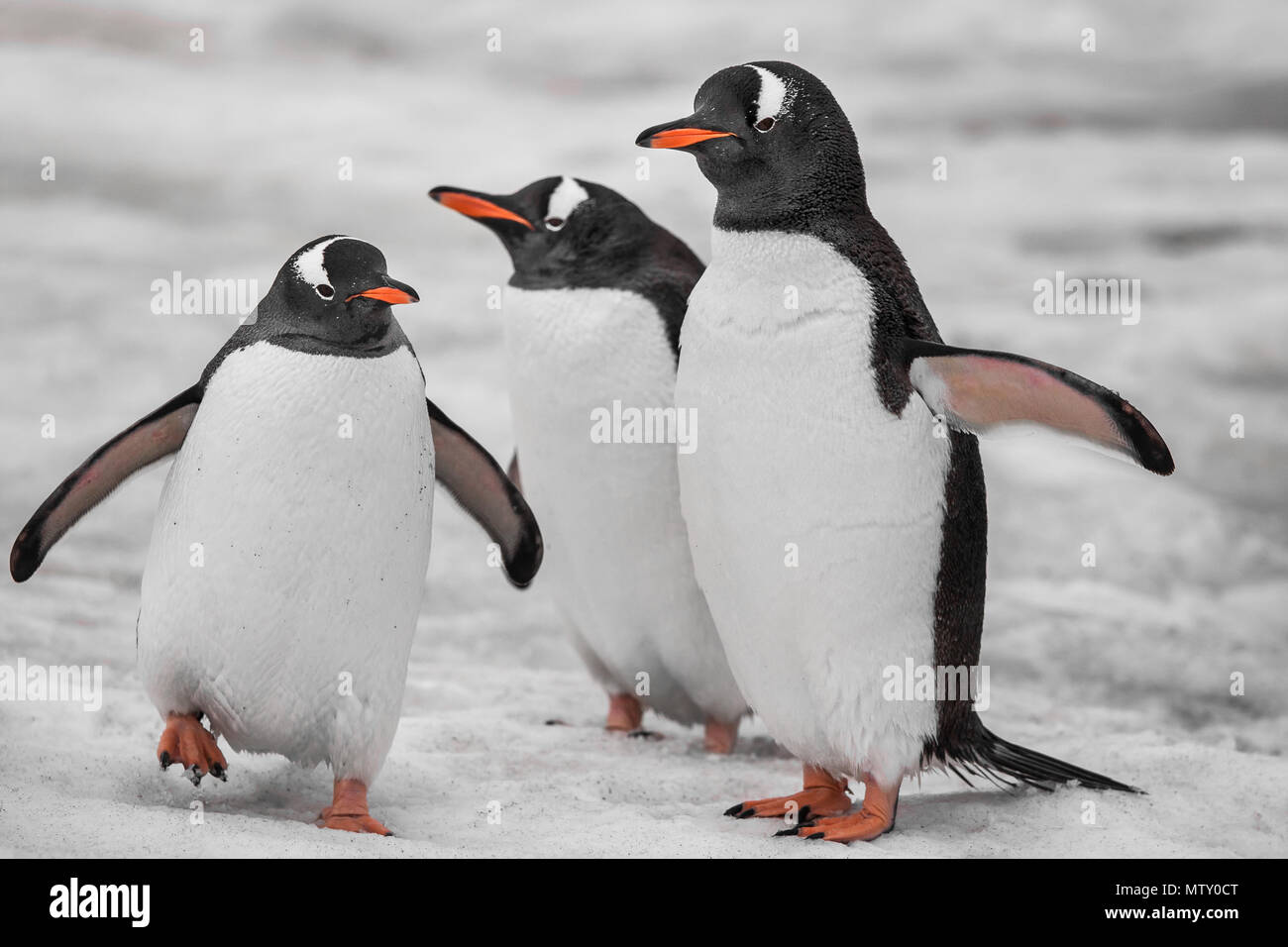 Three penguins are standing on the snow-covered surface. Antarctic ...