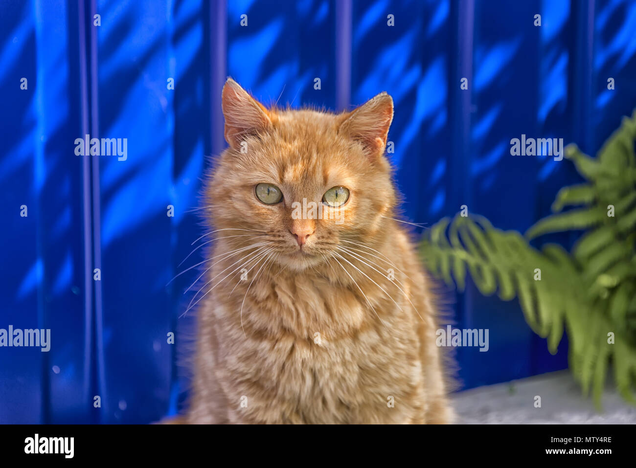 a homeless red cat sits on a blue fence background, a tired look of a ...