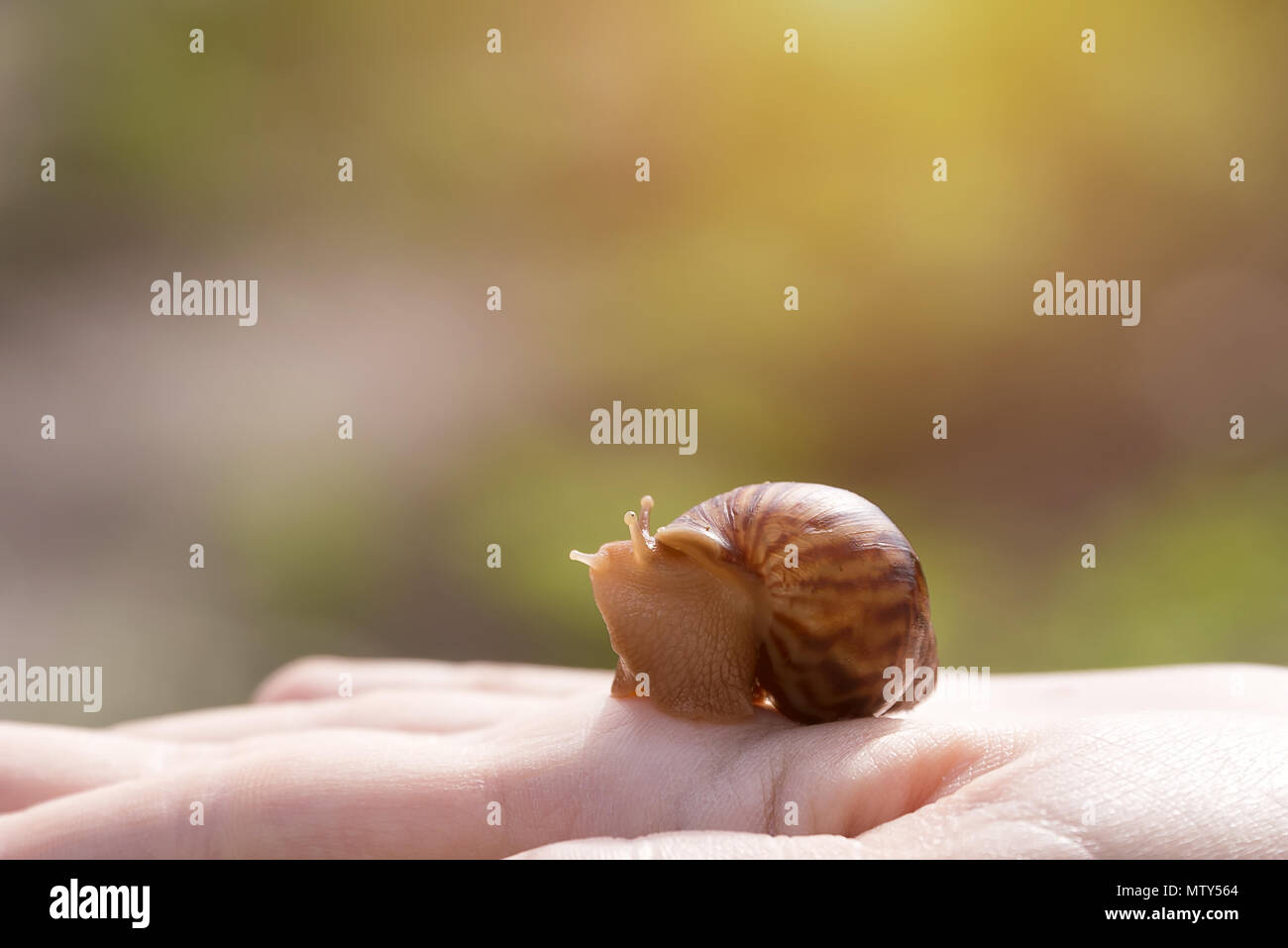 Little finger snail hi-res stock photography and images - Alamy