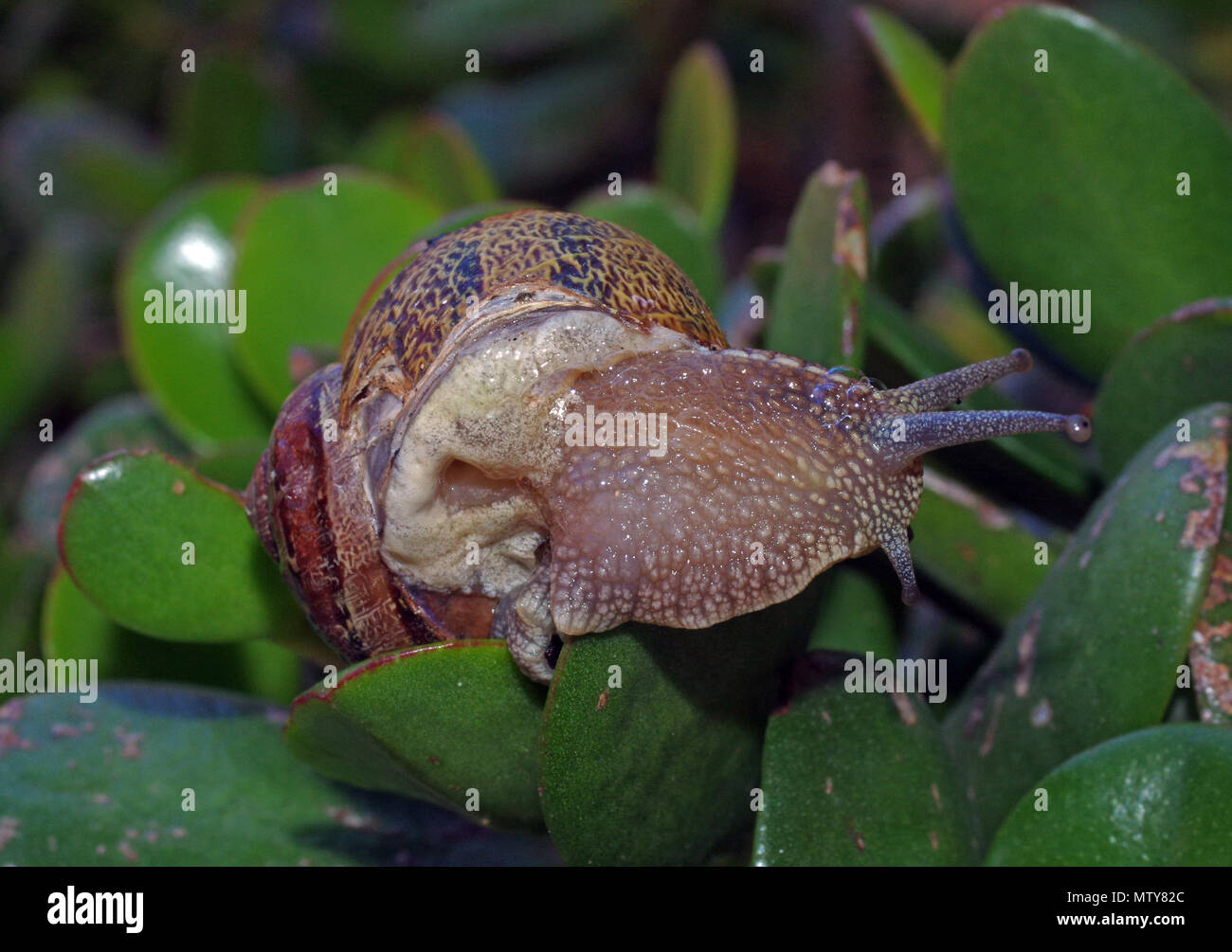 Slug close up hi-res stock photography and images - Alamy