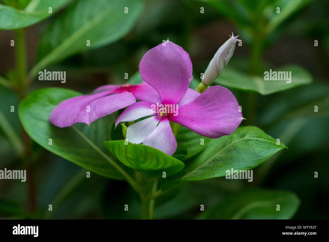 Catharanthus roseus hi-res stock photography and images - Alamy
