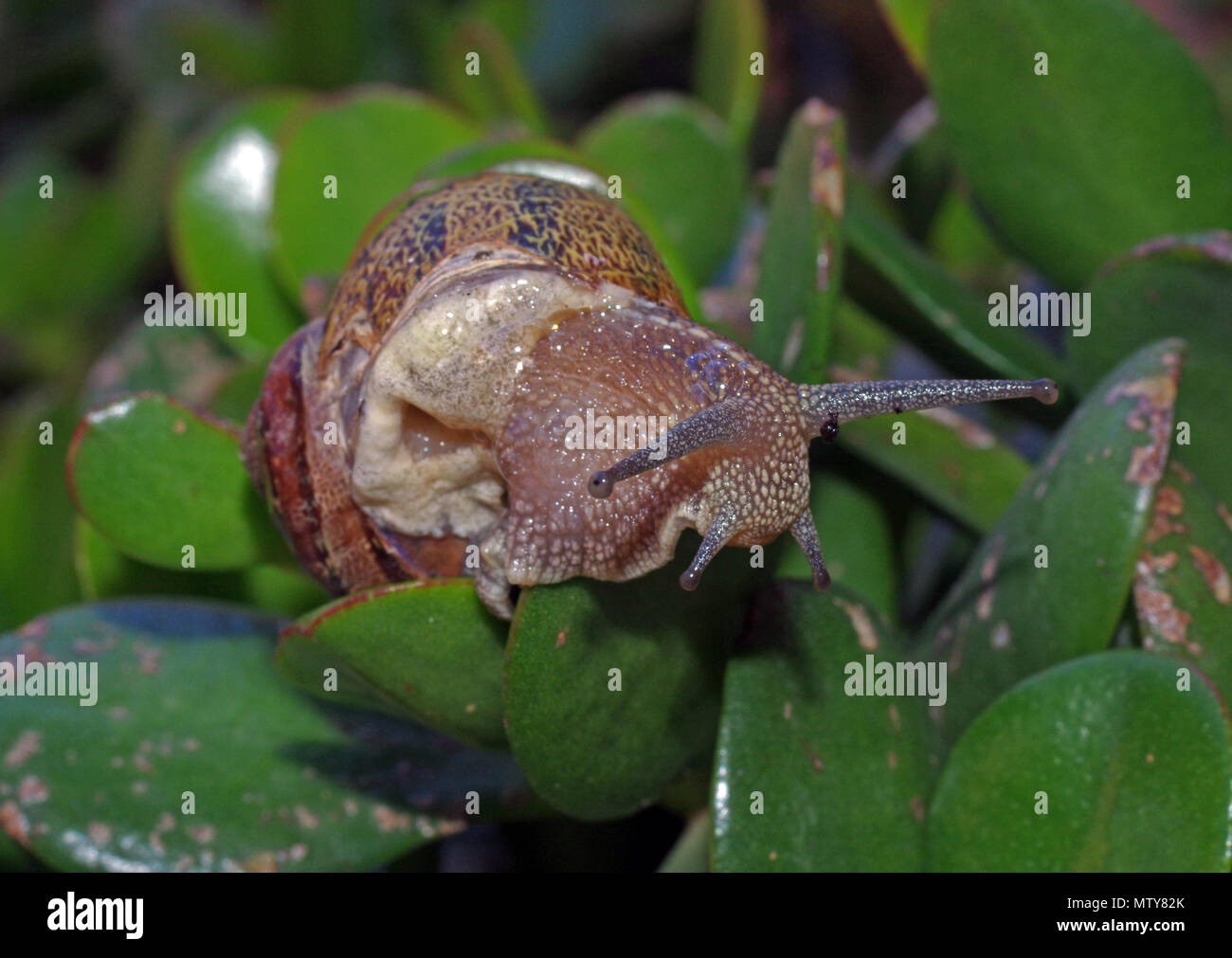 Slug close up hi-res stock photography and images - Alamy