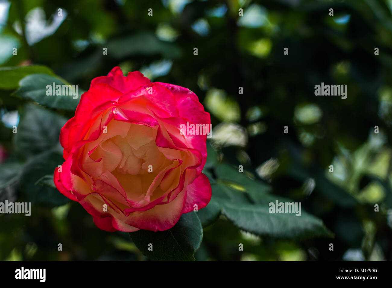 Rose in the outdoors hi-res stock photography and images - Alamy