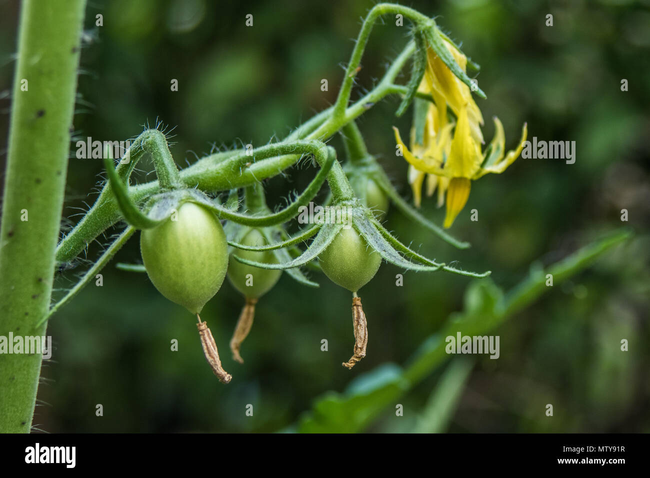 Baby tomato plant hi-res stock photography and images - Alamy