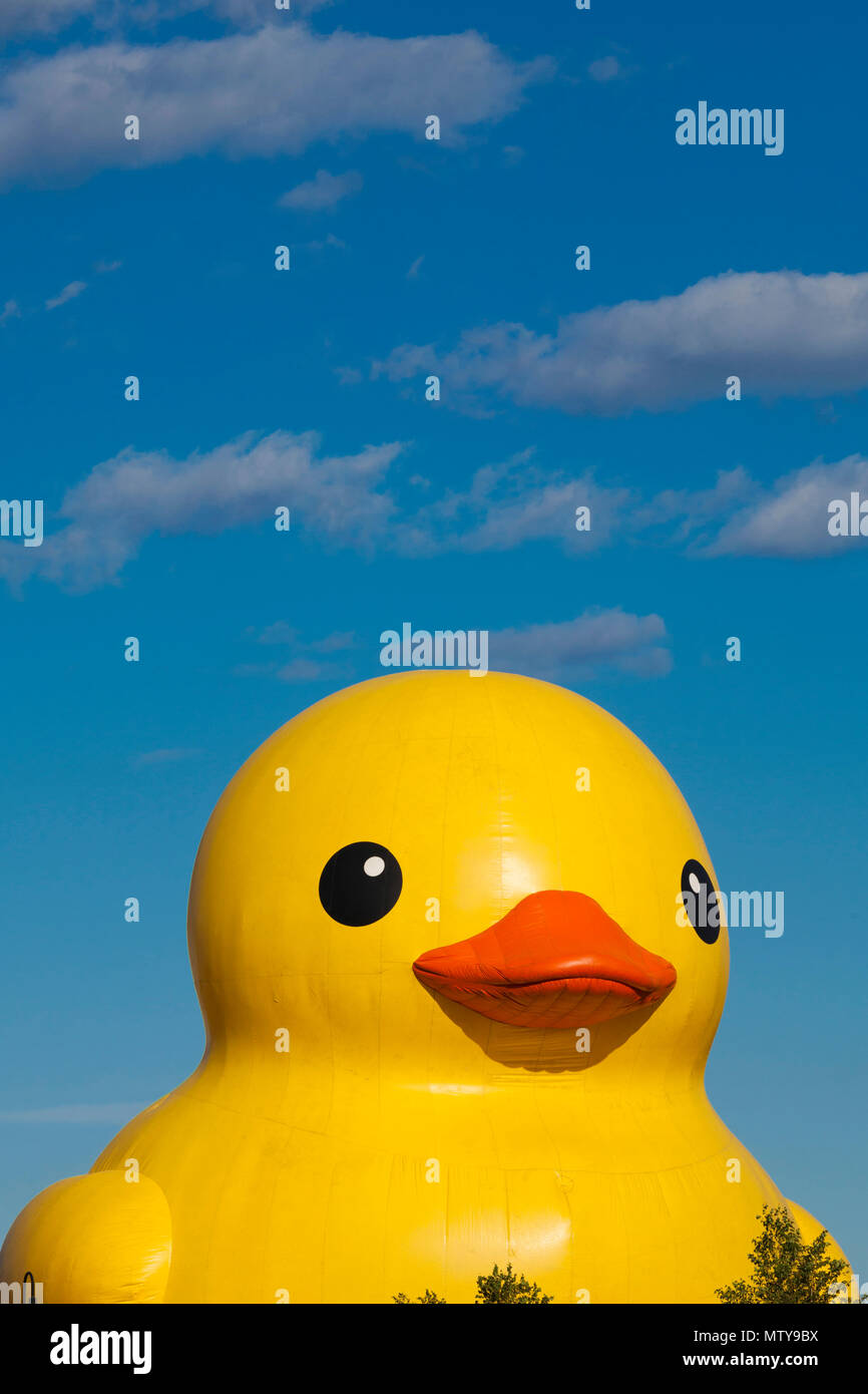 Duckie Stock Photos & Duckie Stock Images - Alamy