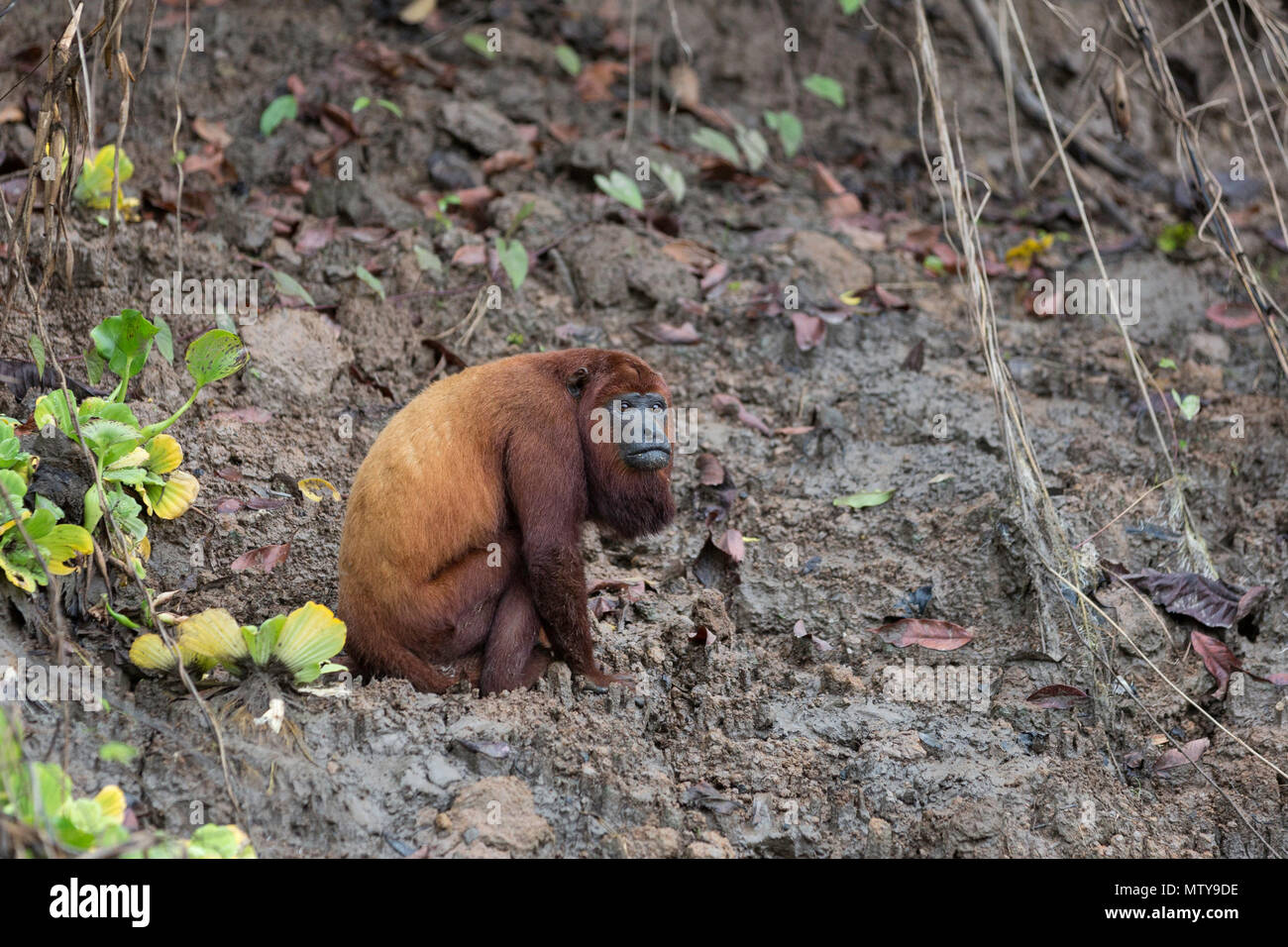 Adult red howler monkey, Alouatta seniculus, San Miguel Caño, Loreto ...