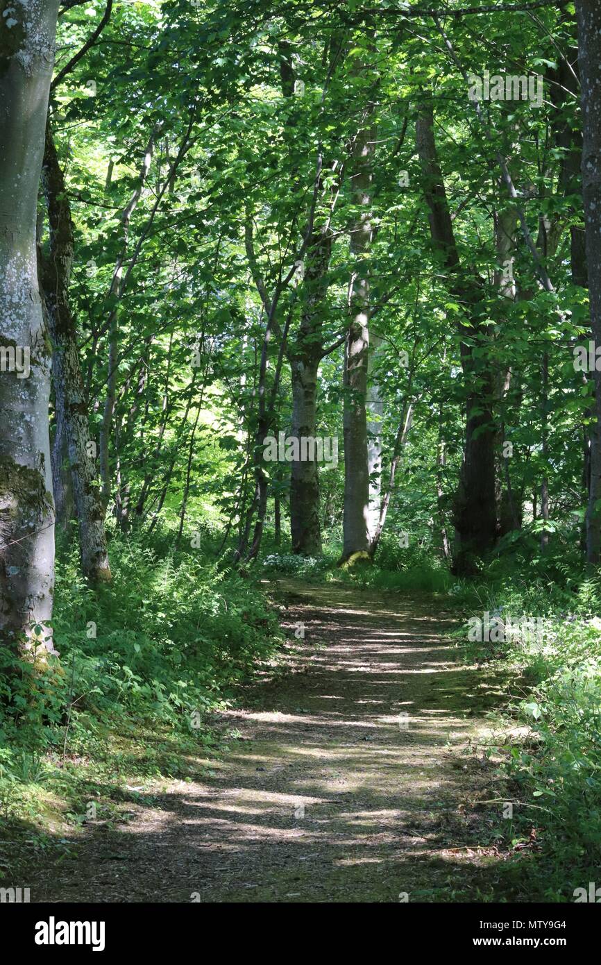 Walking through the treetops hi-res stock photography and images - Alamy