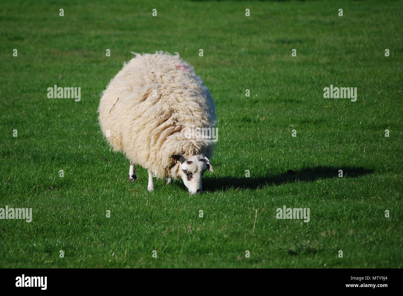 Wooley sheep hi-res stock photography and images - Alamy