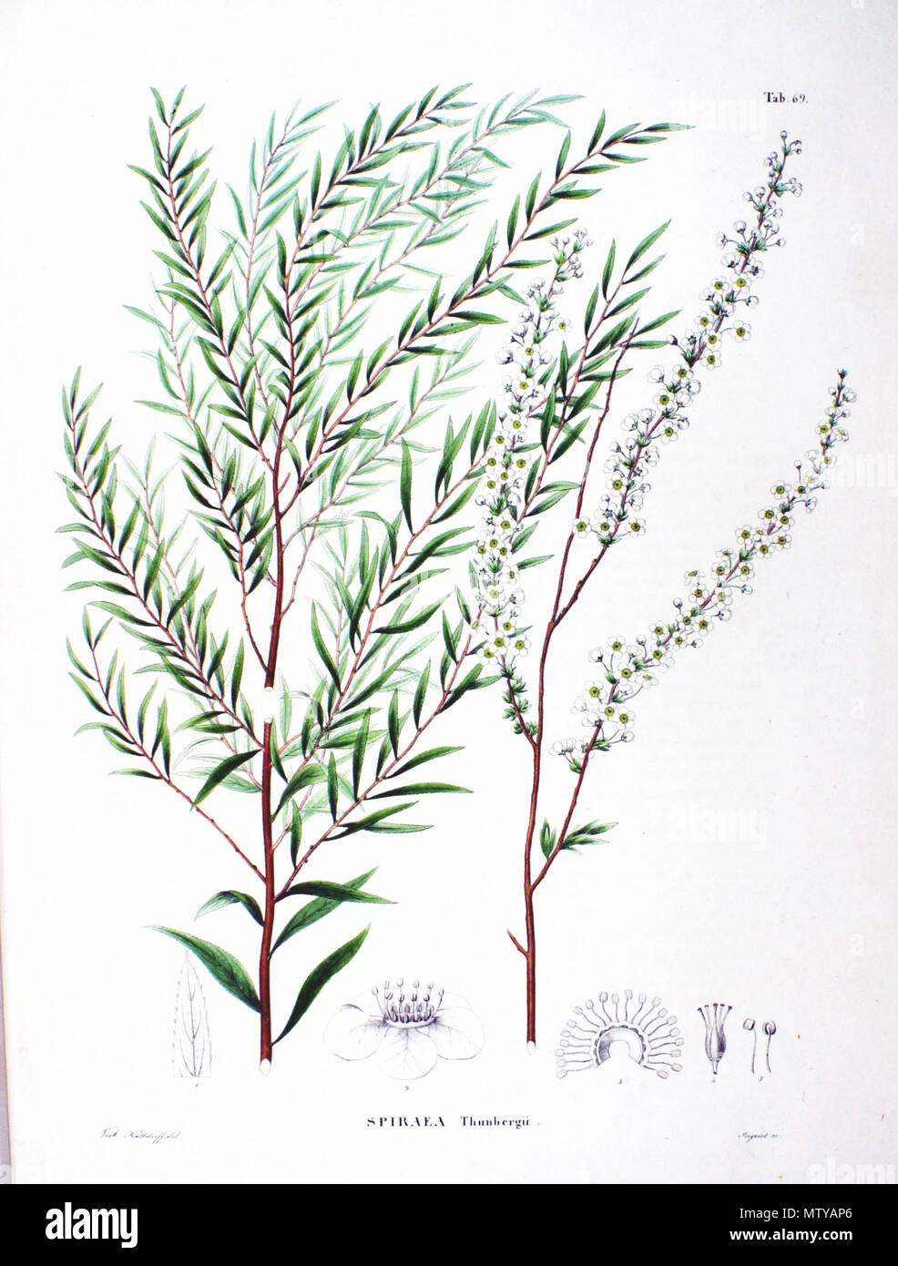 . Plate from book . 1870. Philipp Franz von Siebold and Joseph Gerhard ...