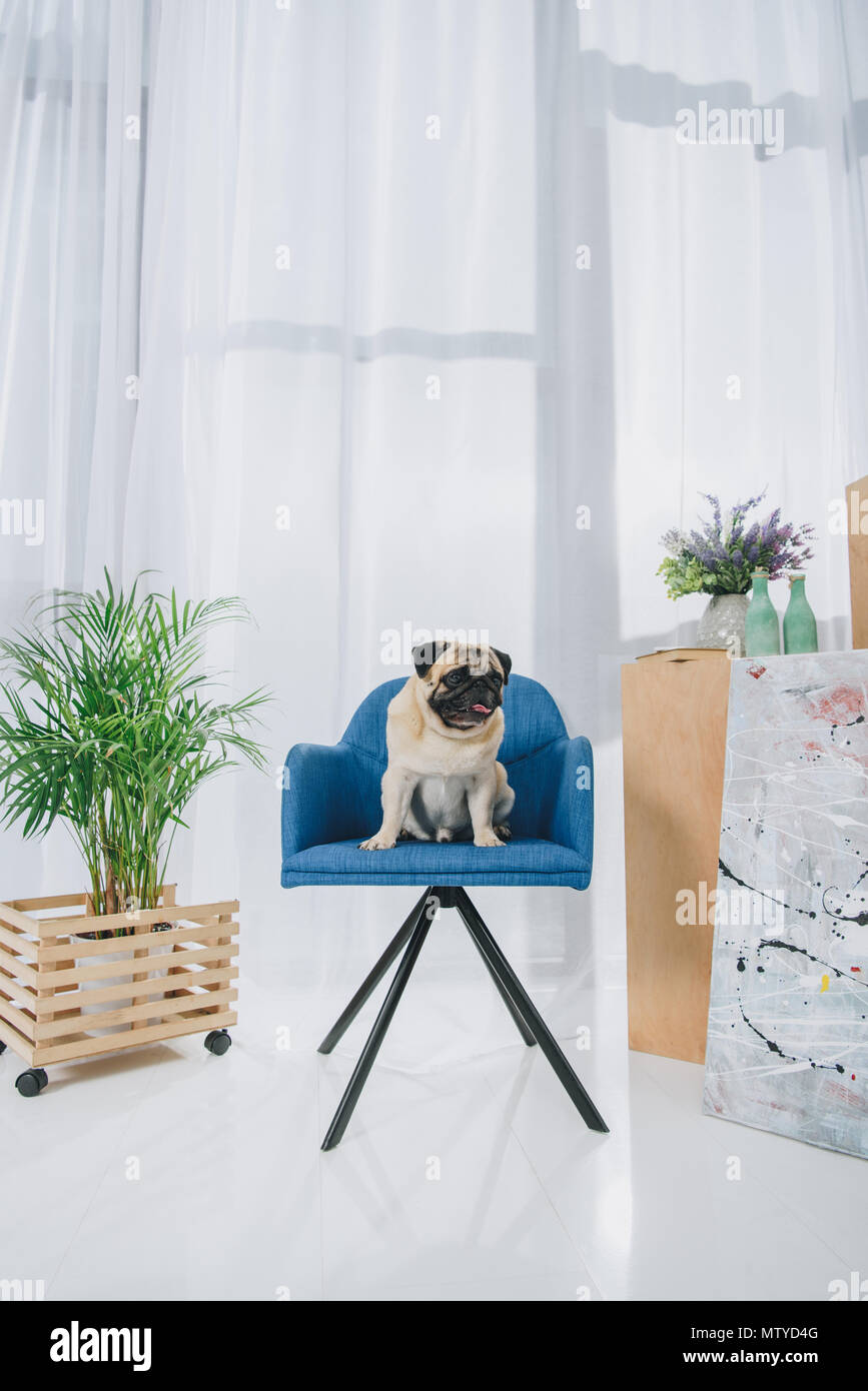 Funny pug dog sitting on chair in modern room Stock Photo - Alamy