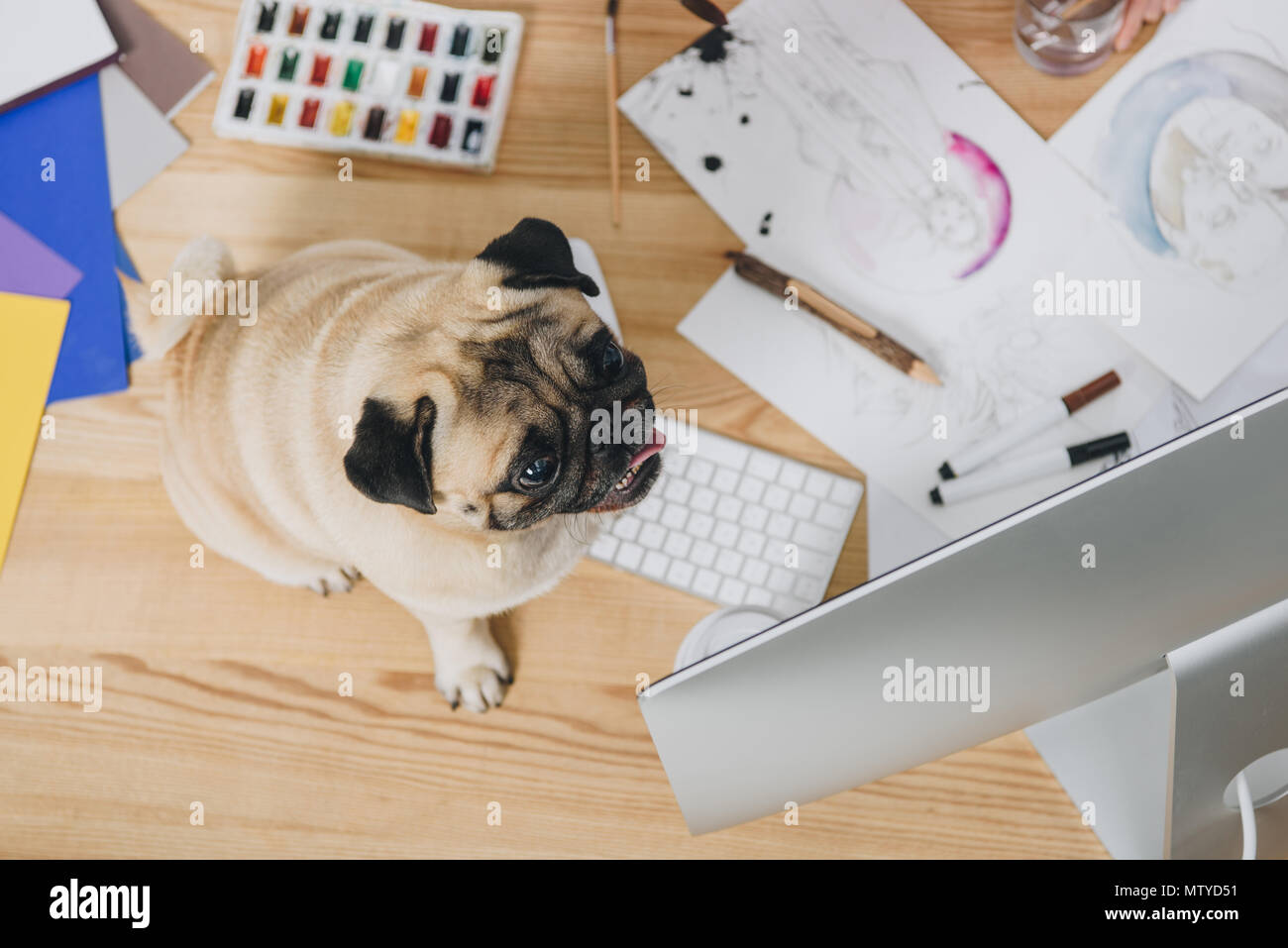 Cute pug on working table with fashion illustrations and computer Stock ...