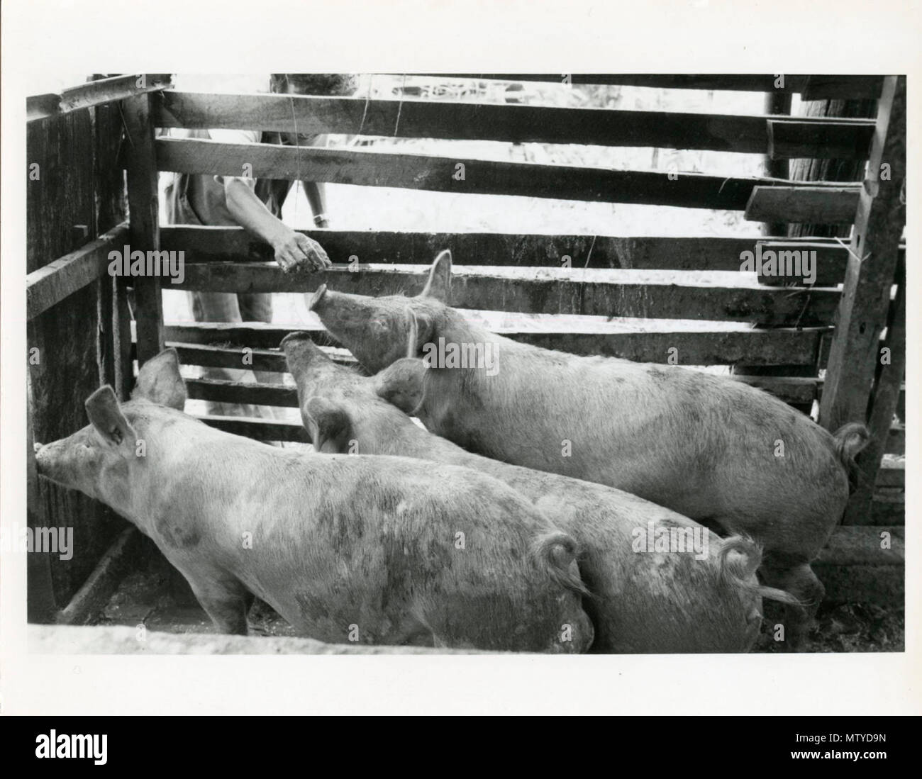 photo of pigs in crate Stock Photo - Alamy