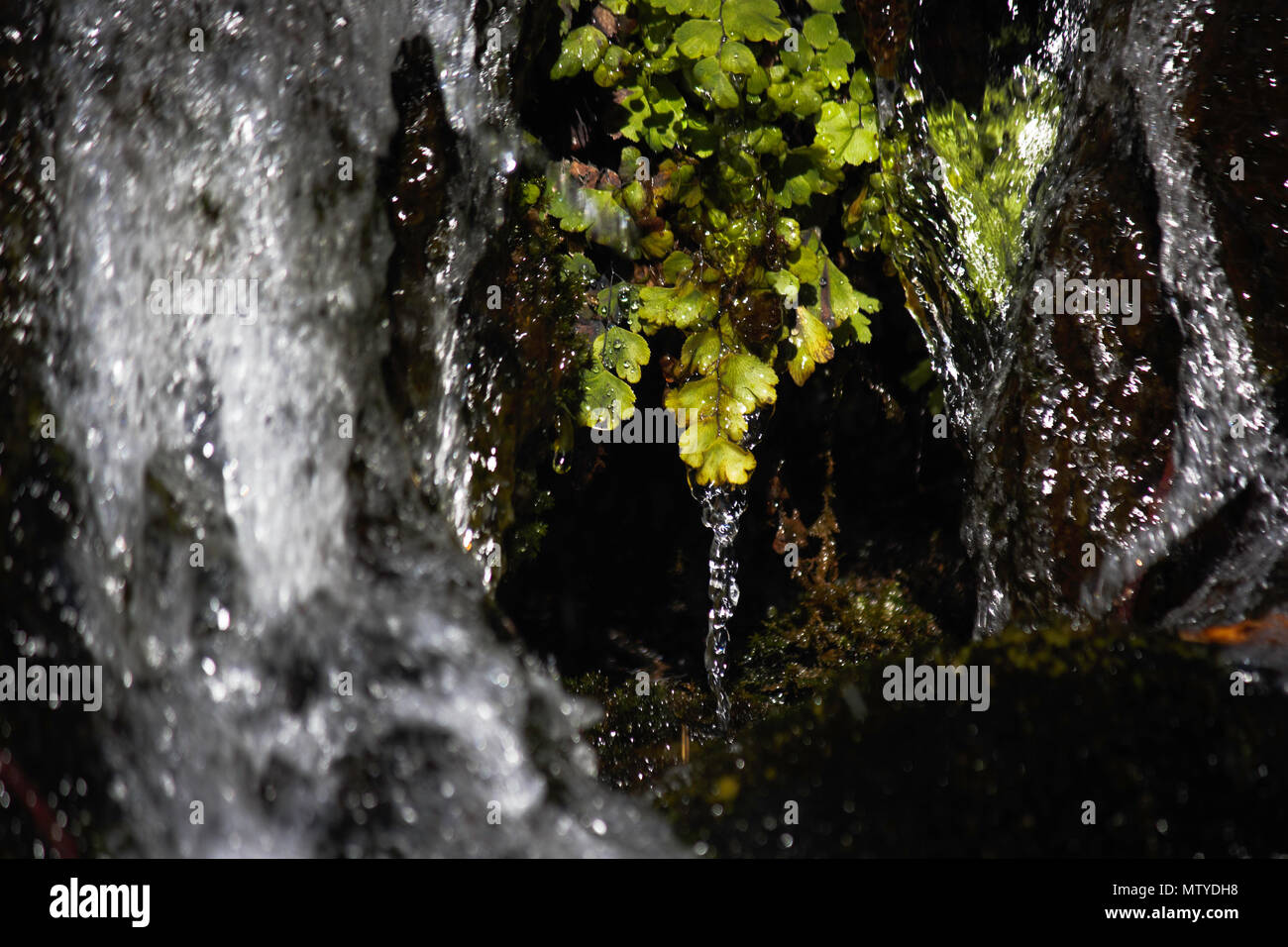 Pure spring water hi-res stock photography and images - Alamy