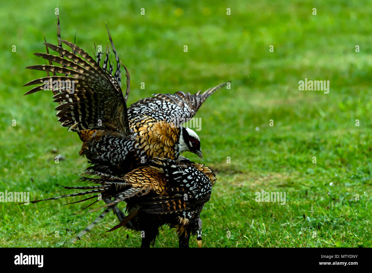Melton Mowbray, UK. 30th May, 2018. Spring breeding colourful Reeves's ...