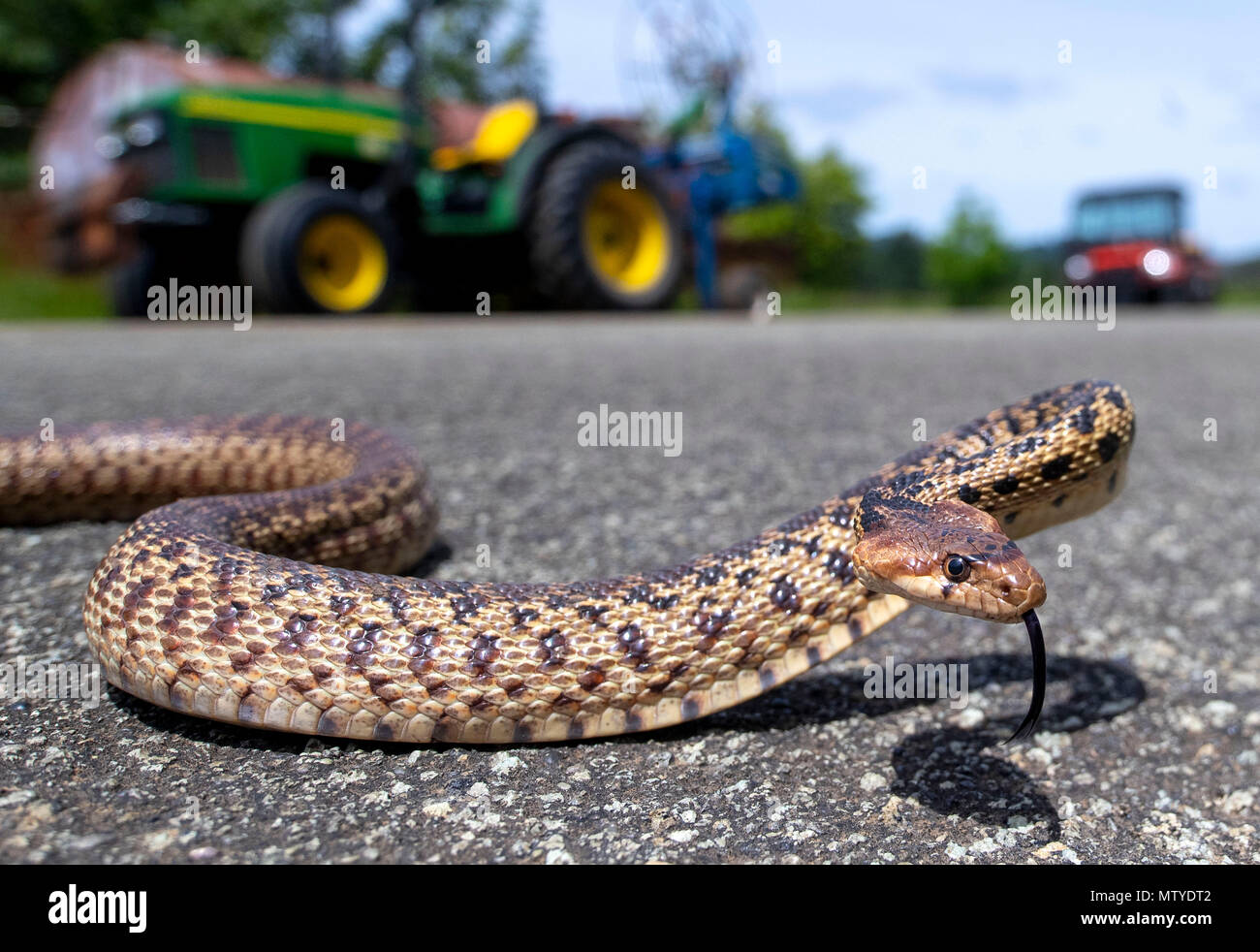 Oregon bull snake hi-res stock photography and images - Alamy