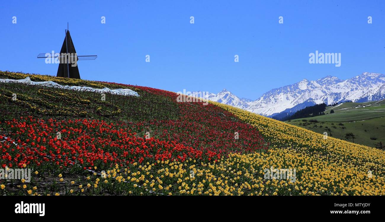 May 31, 2018 - Xinjian, Xinjian, China - Xinjiang, CHINA-Tulips blossom ...