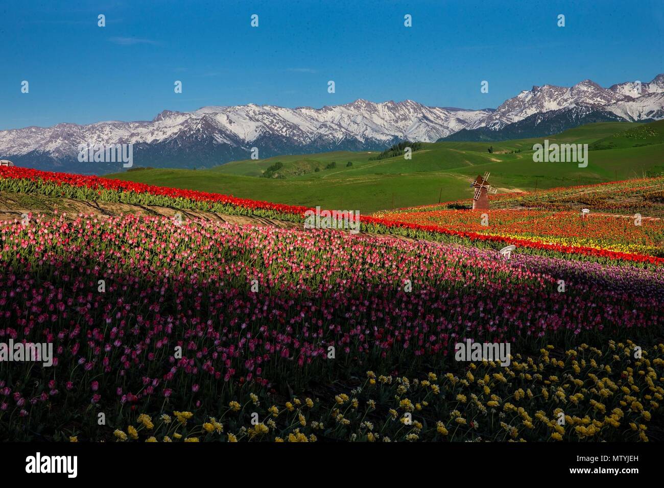 May 31, 2018 - Xinjian, Xinjian, China - Xinjiang, CHINA-Tulips blossom ...