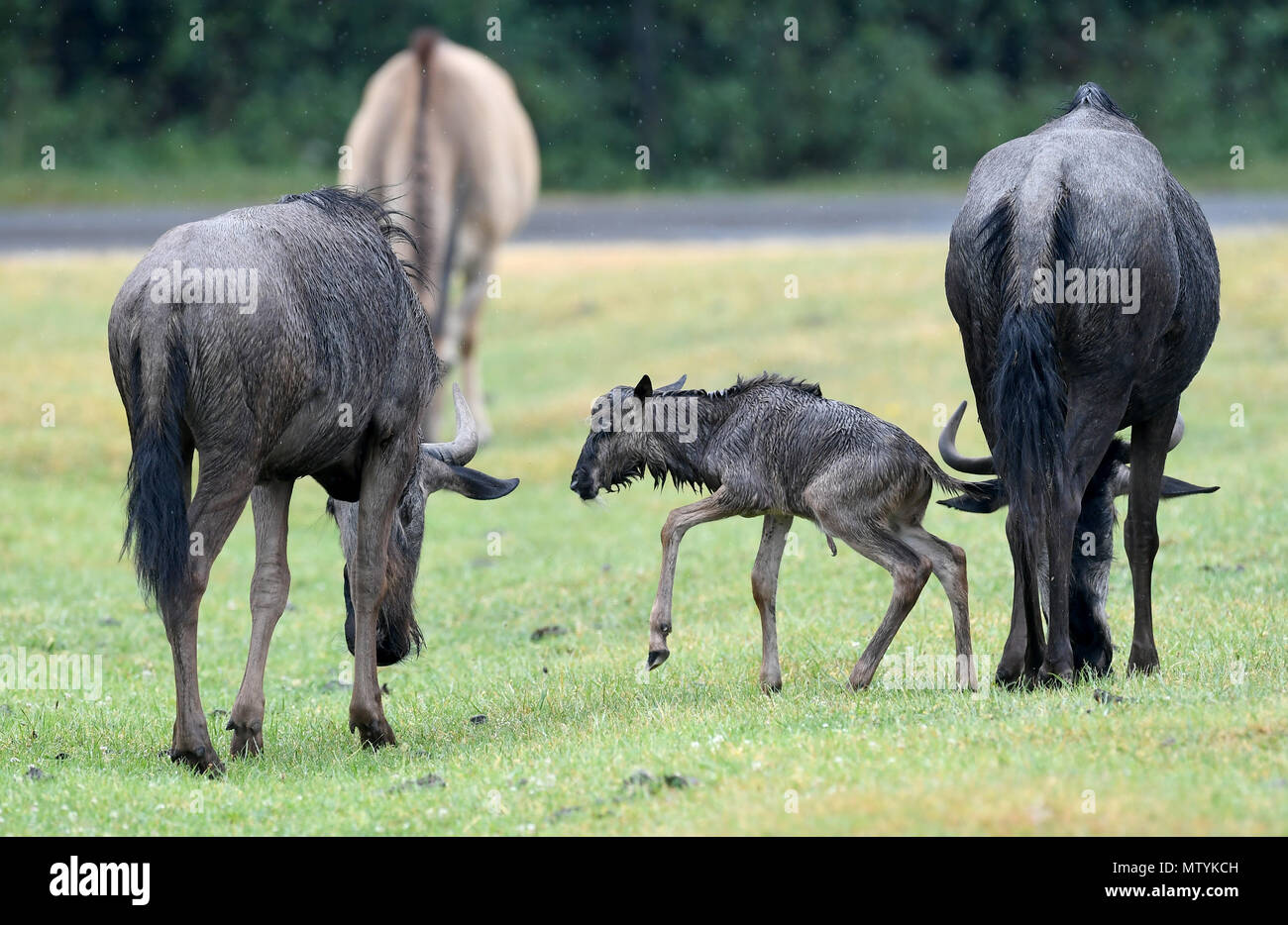 30 May 2018, Germany, Hodenhagen: First venture of a four year old ...