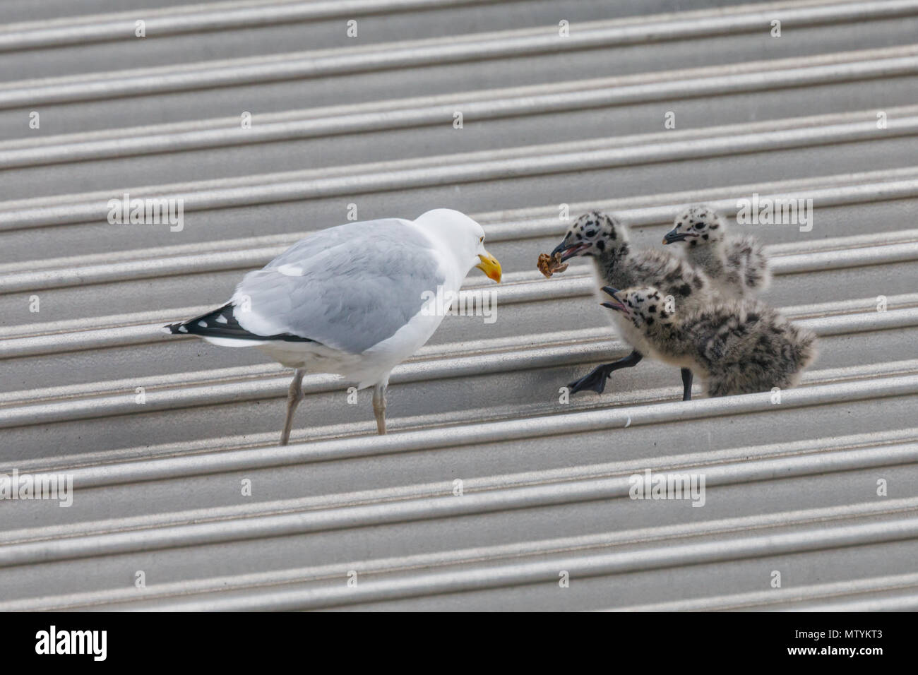 Forty Lane, Wembley Park, UK. 31st May 2018. Recently hatched Common ...