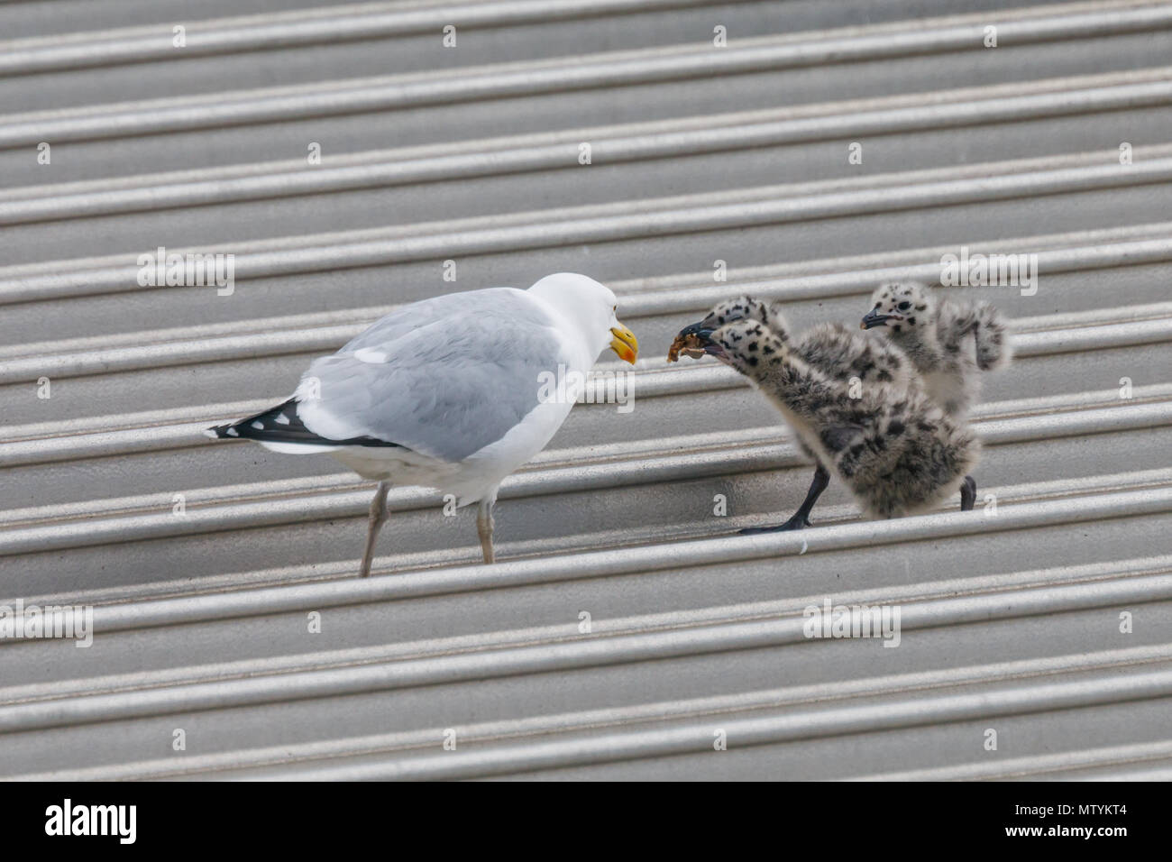 Little gull feeding hi-res stock photography and images - Alamy