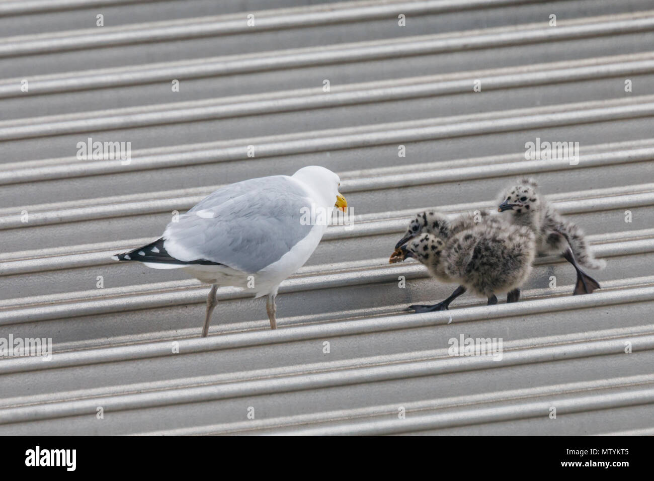 Forty Lane, Wembley Park, UK. 31st May 2018. Recently hatched Common ...