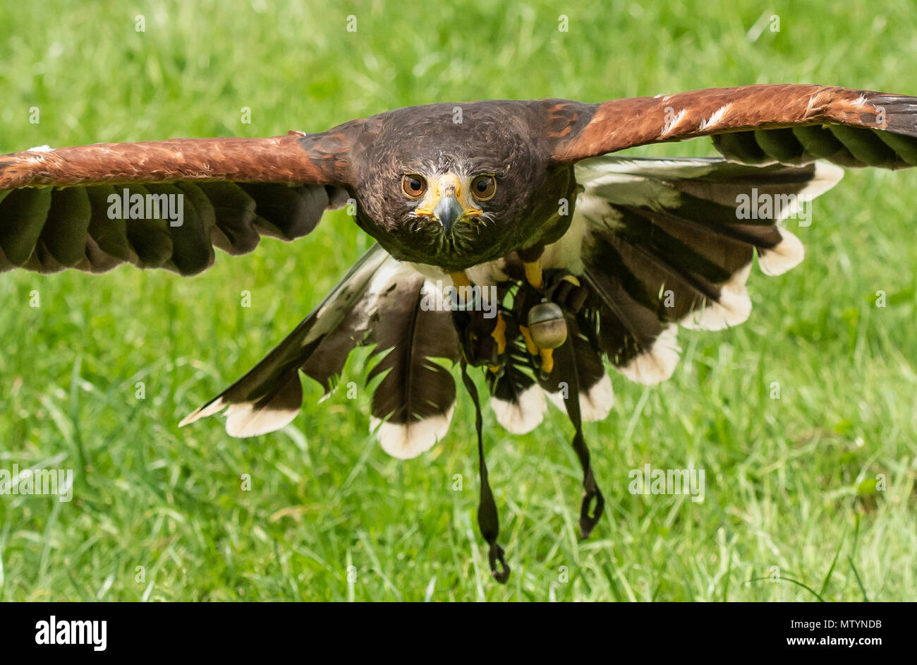 Staffordshire county showground hi-res stock photography and images - Alamy