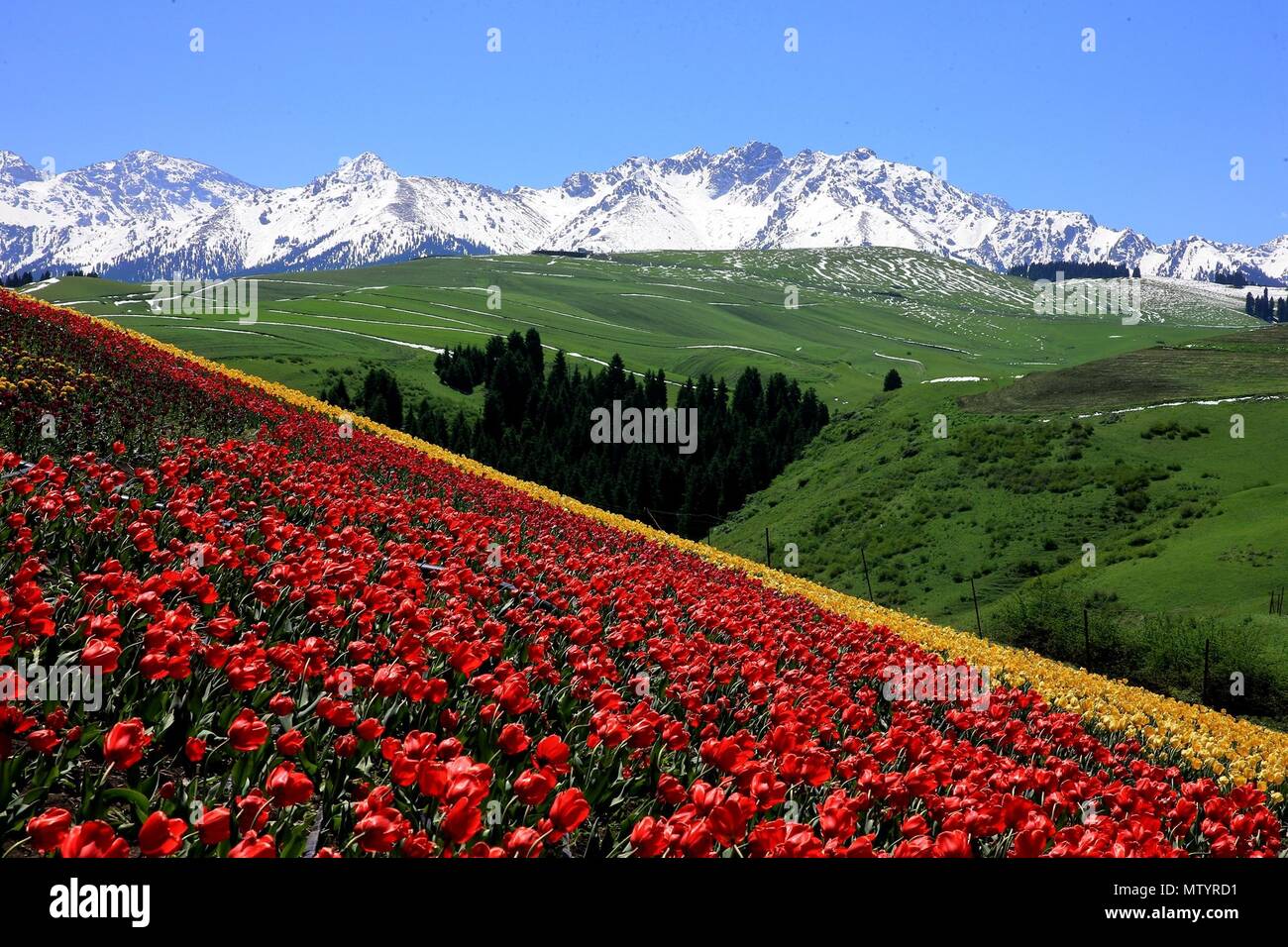 May 31, 2018 - Xinjian, China - Tulips blossom at Jiangbulake Scenic ...