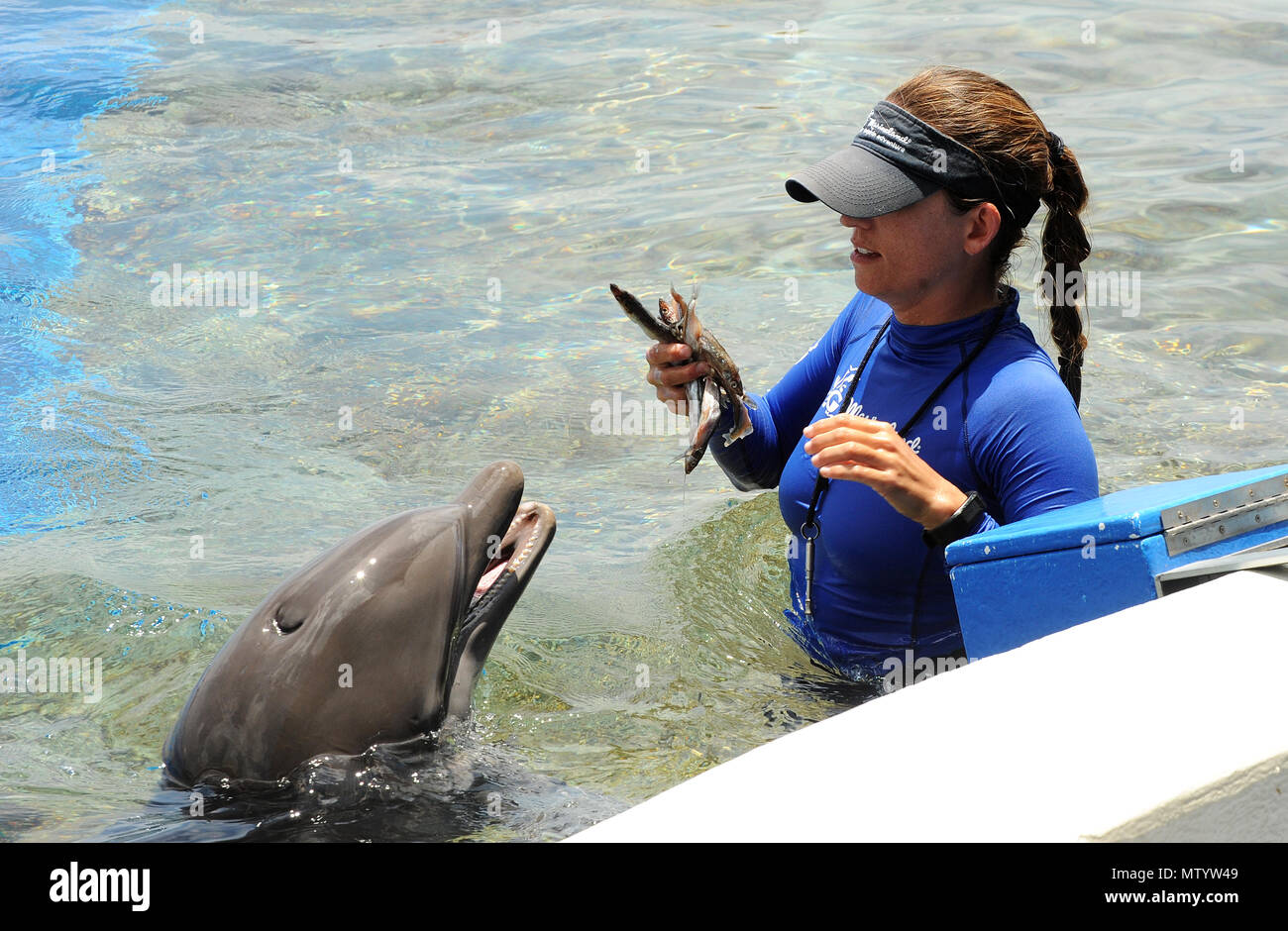 Dolphin trainer feeds fish hi-res stock photography and images - Alamy