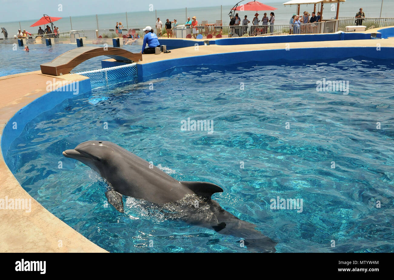 Dolphins tank hi-res stock photography and images - Alamy