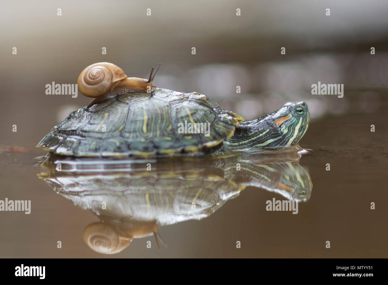 Snail And Turtle Race