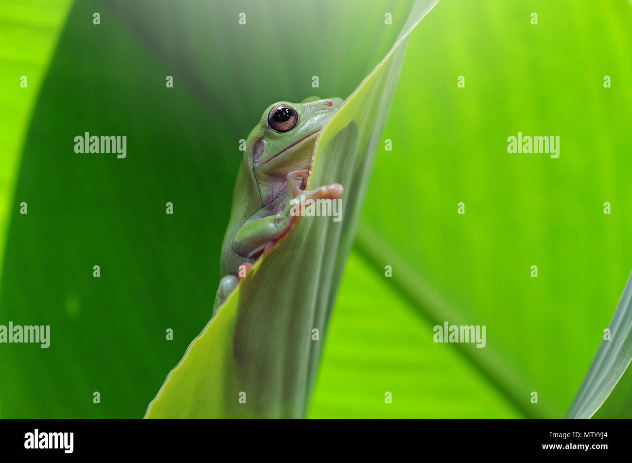 Dumpy frog on a leaf hi-res stock photography and images - Alamy