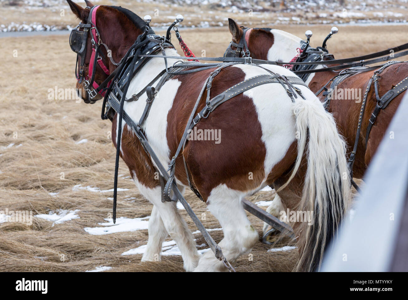 Two draft horses pulling a cart Stock Photo - Alamy