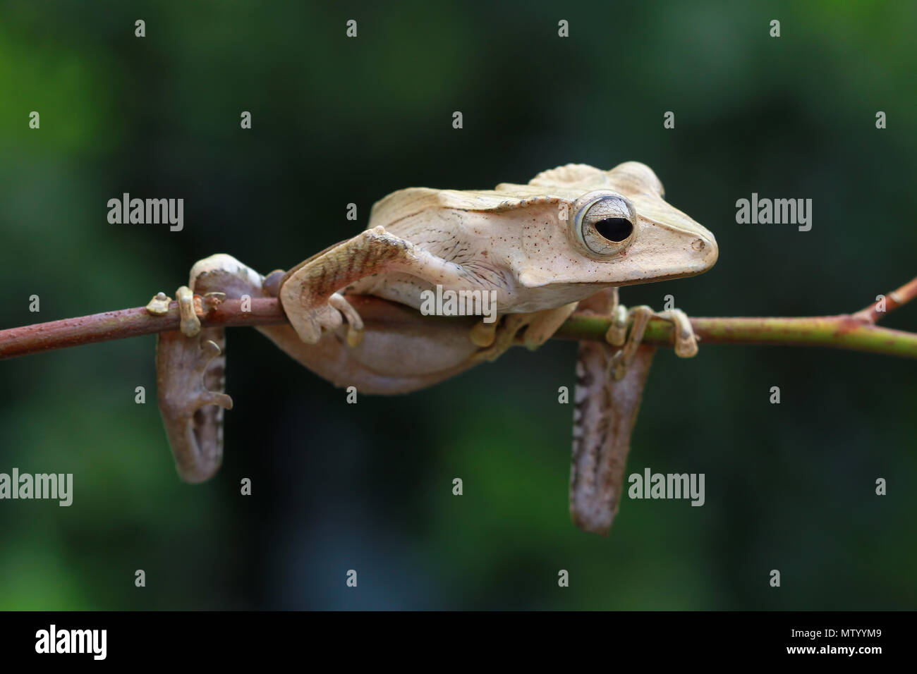 Borneo tree frog on a branch Stock Photo - Alamy