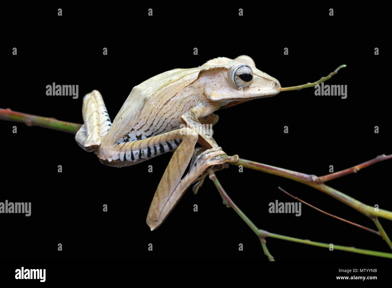 Borneo eared tree frog on branch Stock Photo - Alamy