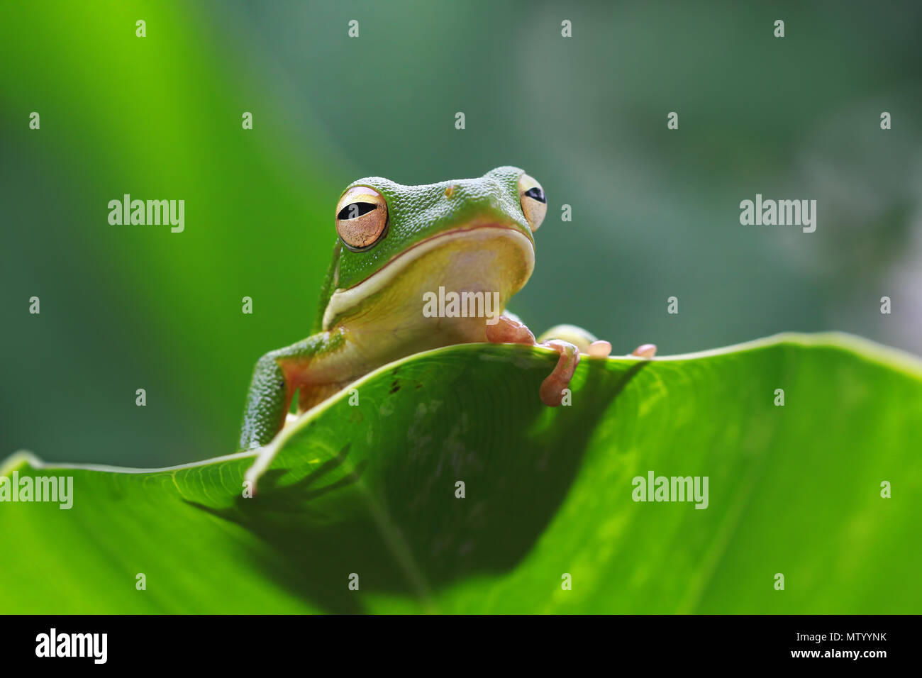 White-lipped tree frog on a leaf Stock Photo - Alamy