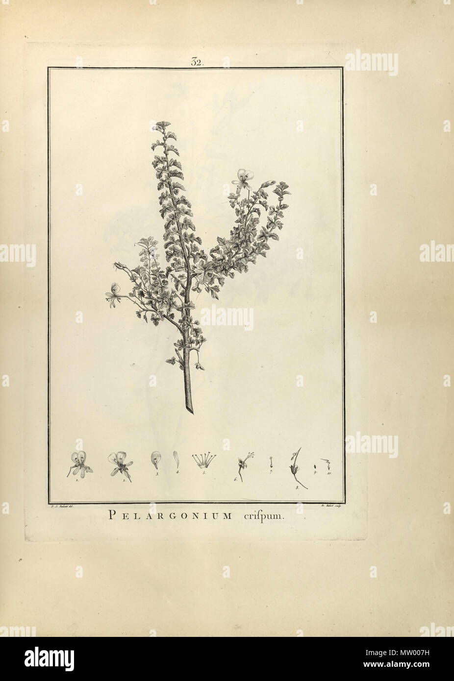 . English: Pelargonium crispum . 12 July 2015. L'Héritier de Brutelle ...