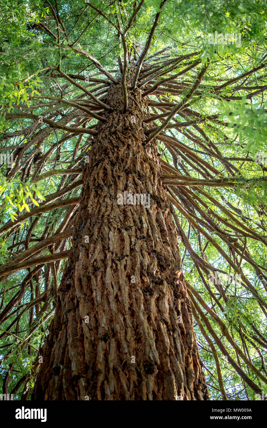 Redwood canopy hi-res stock photography and images - Alamy