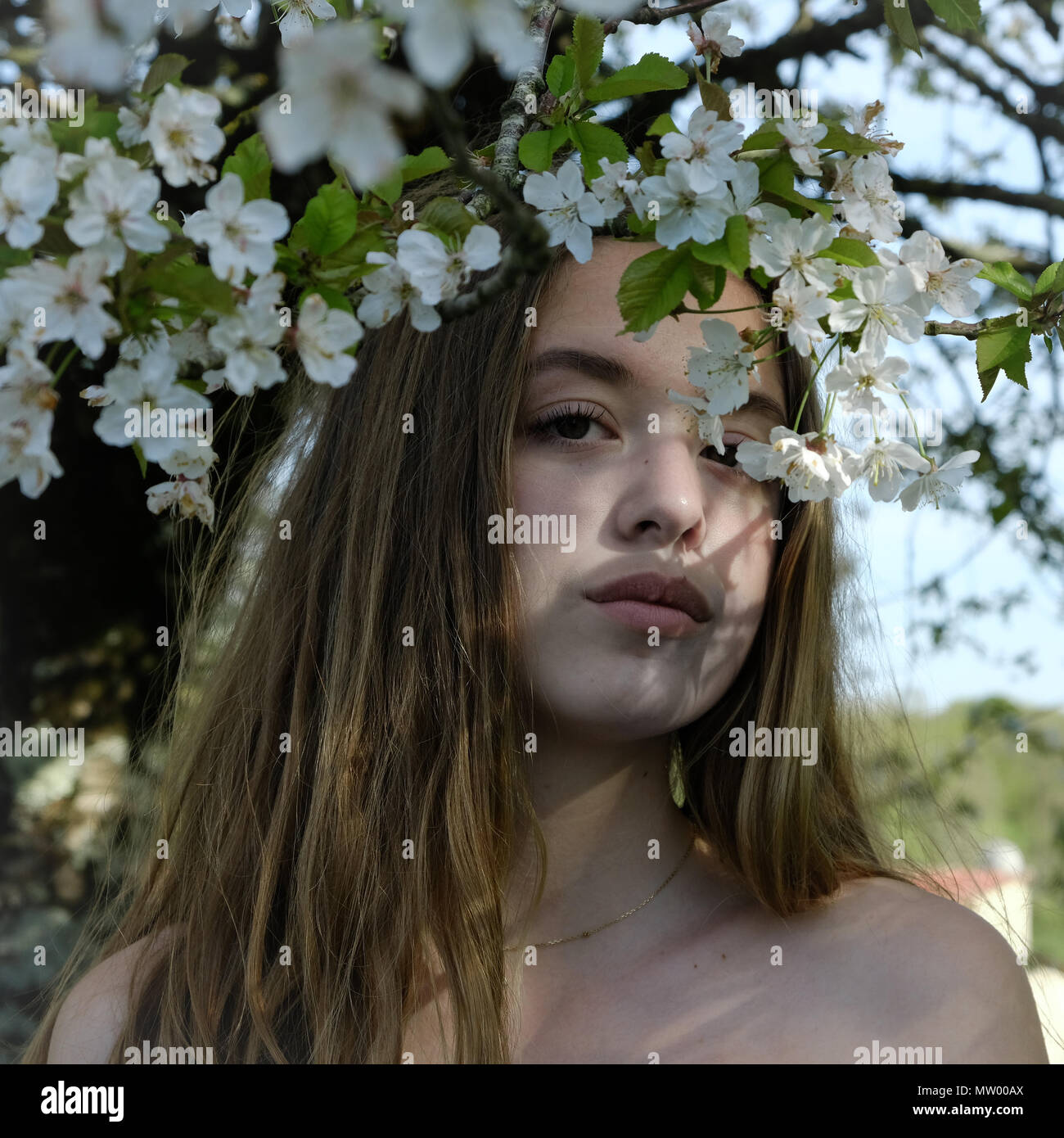 One cherry blossom tree hi-res stock photography and images - Alamy
