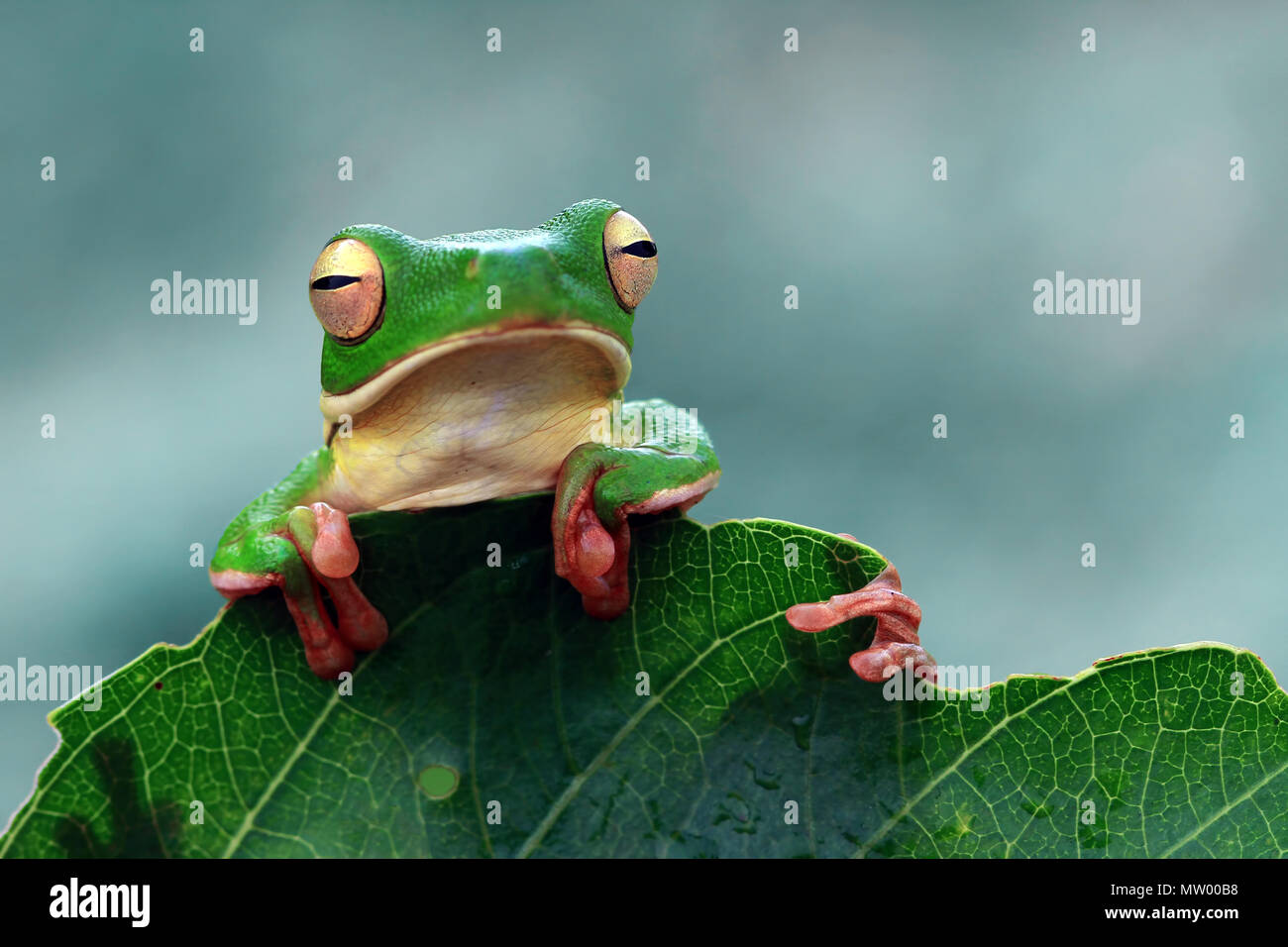 White lipped tree frog hi-res stock photography and images - Alamy
