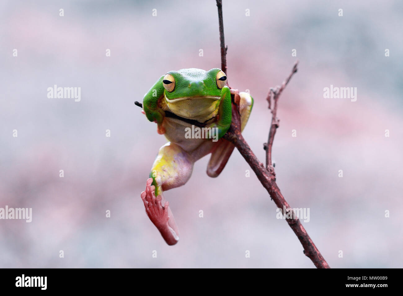 White-lipped tree frog on a branch Stock Photo - Alamy
