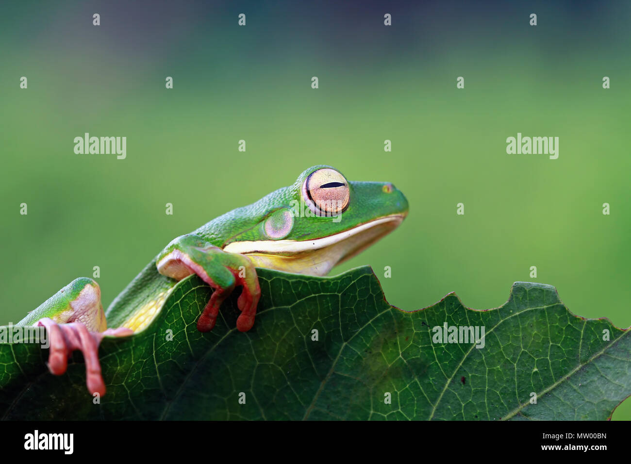 White-lipped tree frog on a leaf Stock Photo - Alamy