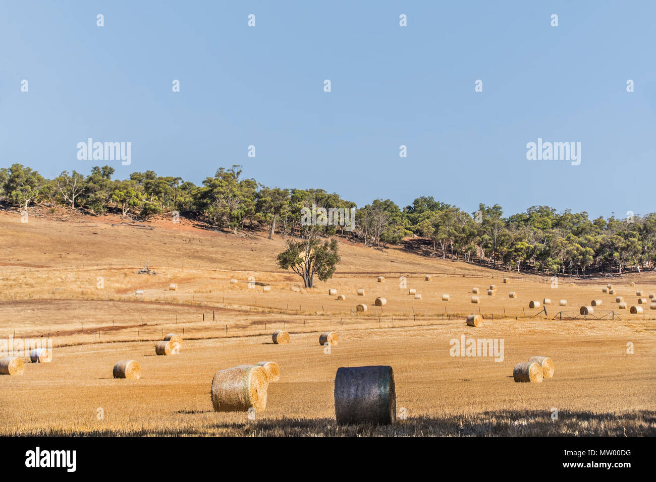 Hay bales in a field, Western Australia, Australia Stock Photo - Alamy