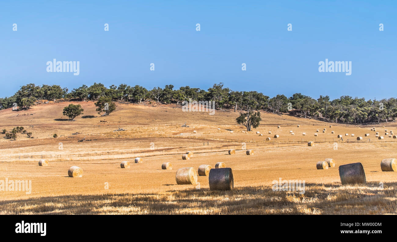 Hay bales in a field, Western Australia, Australia Stock Photo - Alamy