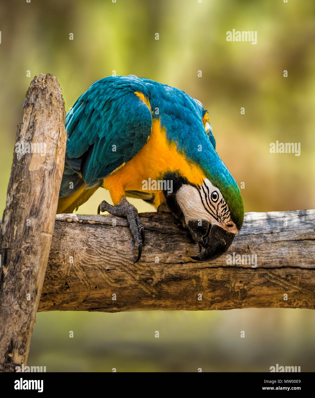 Blue-and-Gold Macaw (Ara ararauna), Western Australia, Australia Stock ...