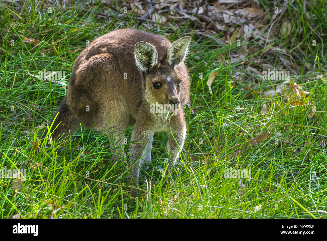 Western Gray Kangaroo grazing on green grass, Perth Western Australia ...