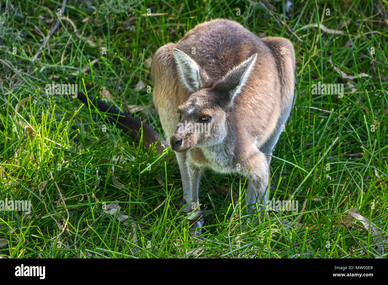 Western Gray Kangaroo grazing on green grass, Perth Western Australia ...