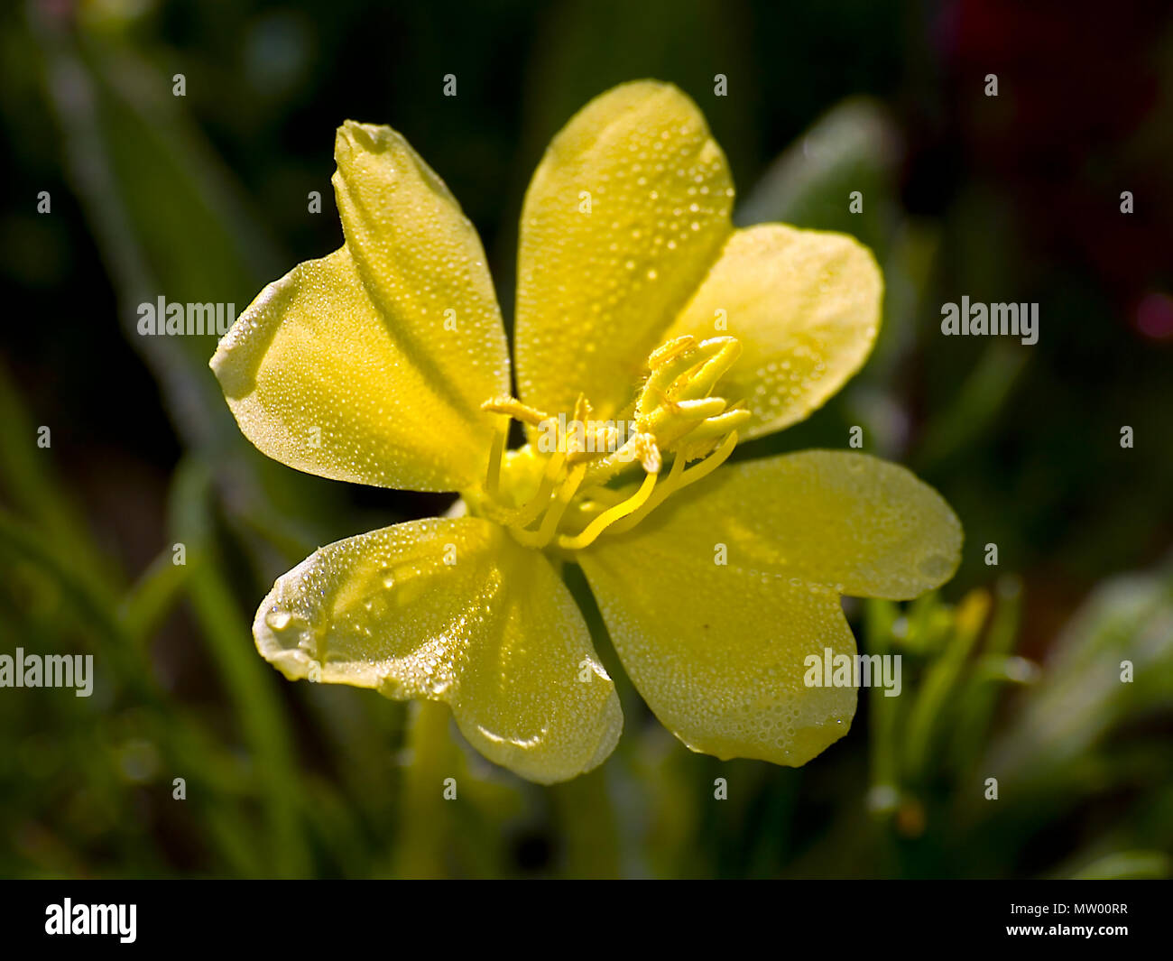 Desert primrose flower, Arizona, United States Stock Photo - Alamy