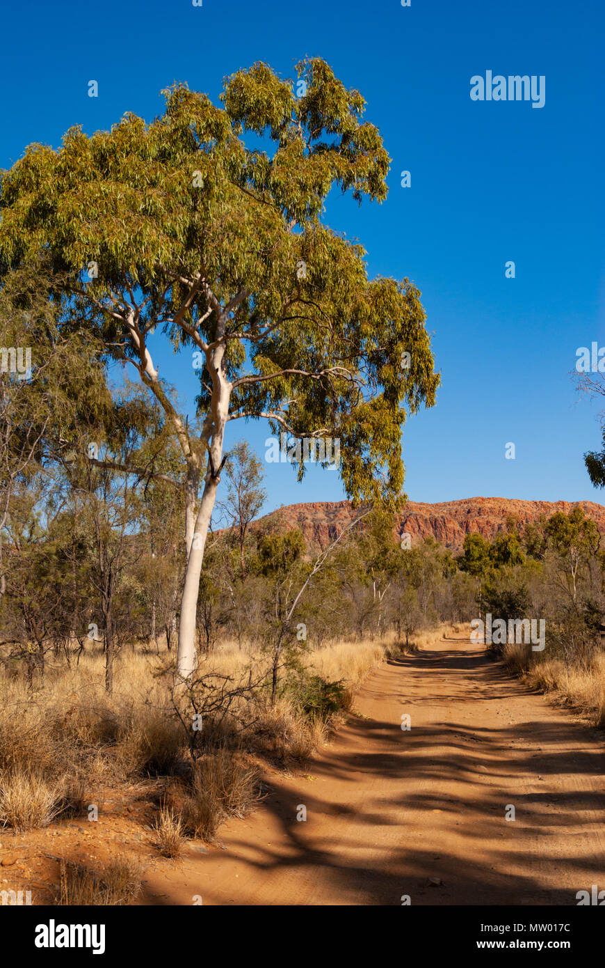 Alice springs ghost gum tree hi-res stock photography and images - Alamy
