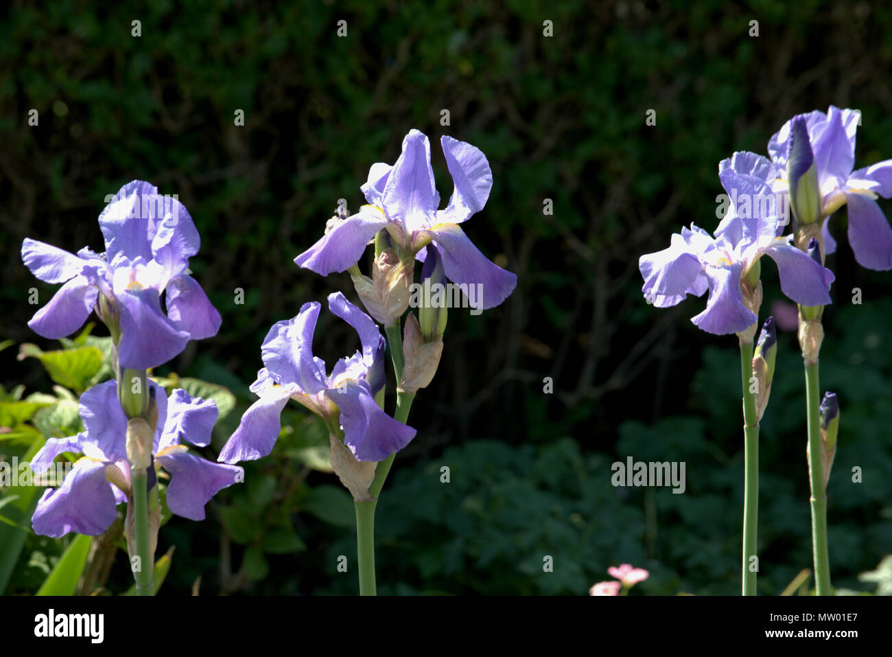 Blue Bearded Iris flowers in sunshine Stock Photo - Alamy